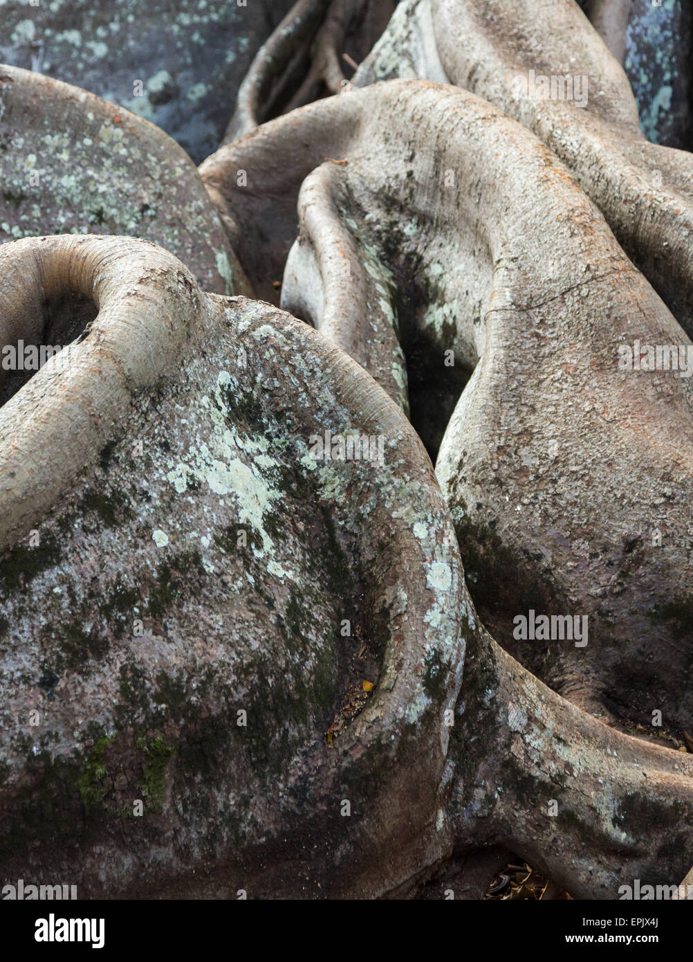 Moreton Bay Fig tree roots Stock Photo - Alamy