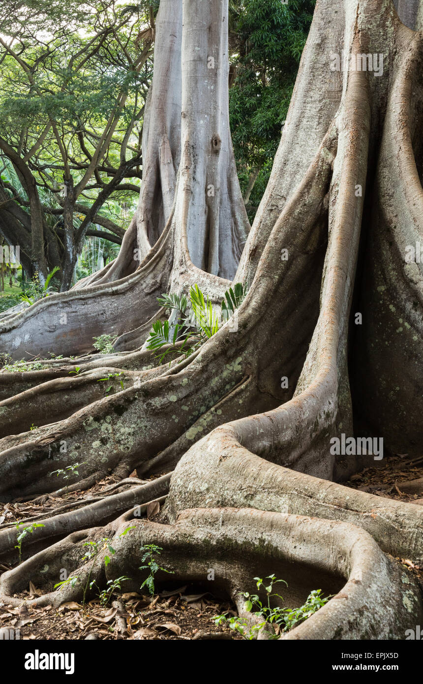 Moreton Bay Fig tree roots Stock Photo - Alamy