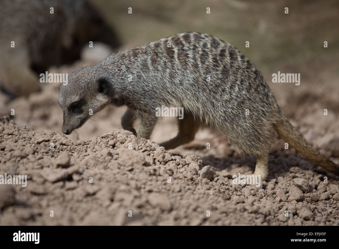 black brown head ground mammal suricate meerkat animal digging burrow ...