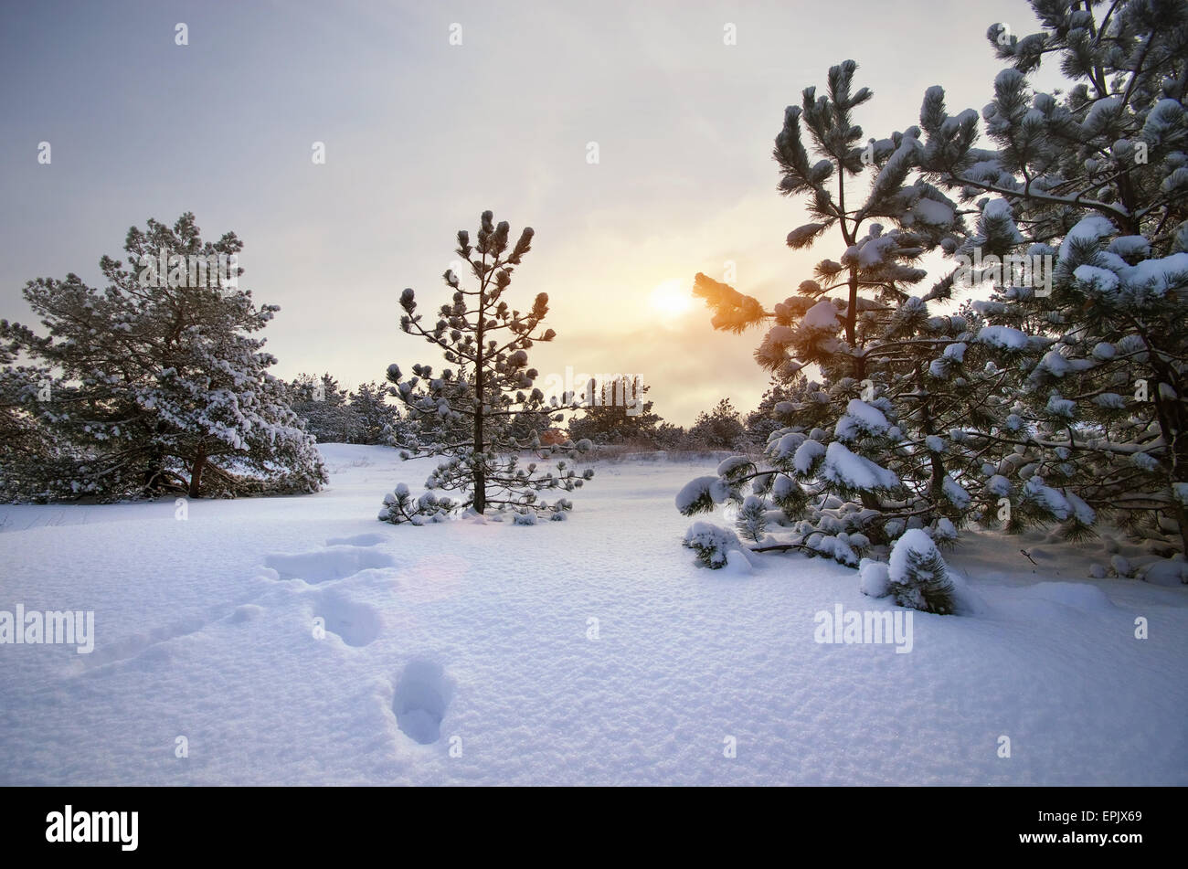 Winter landscape. Composition of nature Stock Photo - Alamy