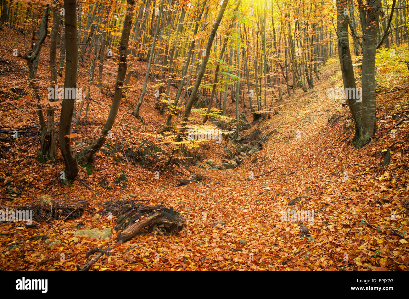 Composition of nature hi-res stock photography and images - Alamy