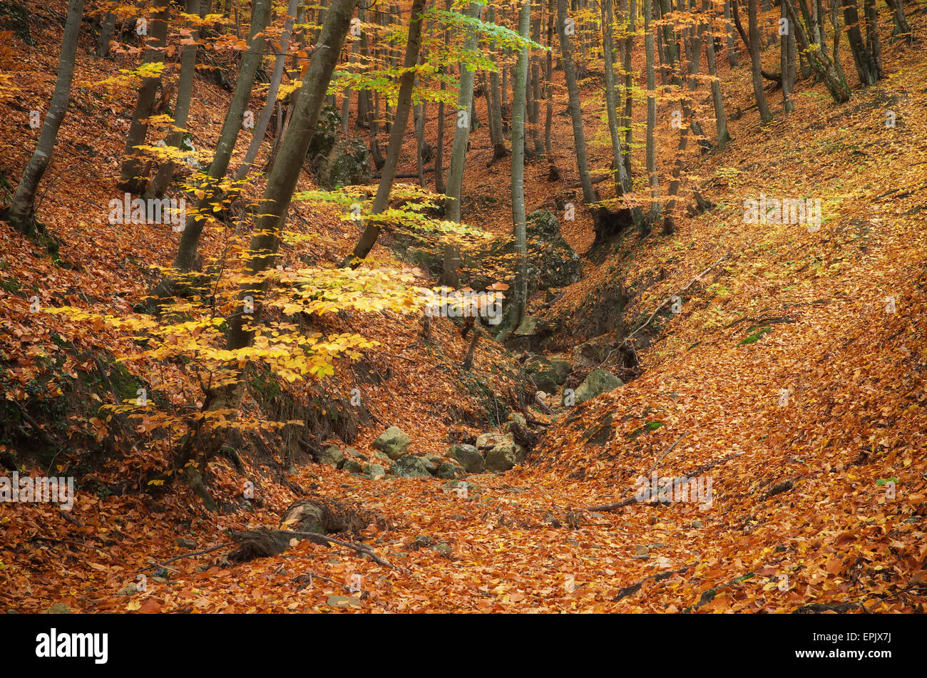 Autumn forest. Composition of nature Stock Photo - Alamy