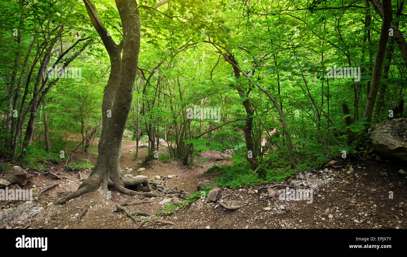 Deep forest. Composition of nature Stock Photo - Alamy