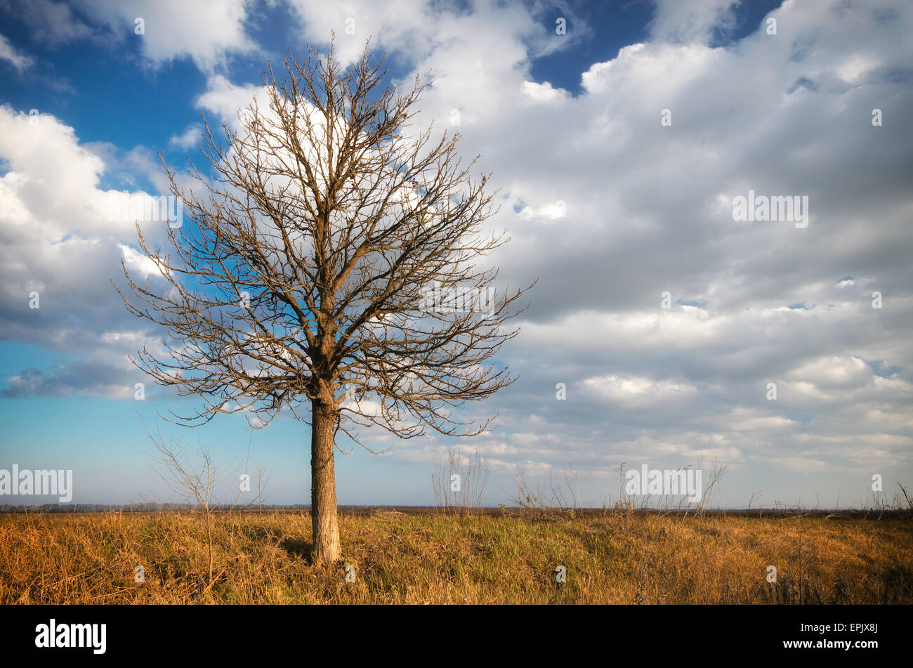 Lonely tree. Composition of nature Stock Photo - Alamy