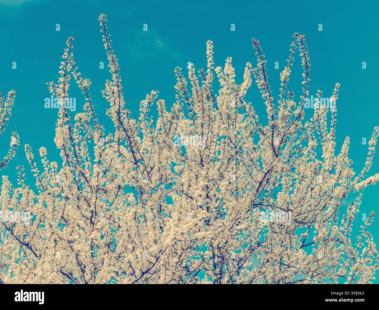 Blossom tree branch hi-res stock photography and images - Alamy
