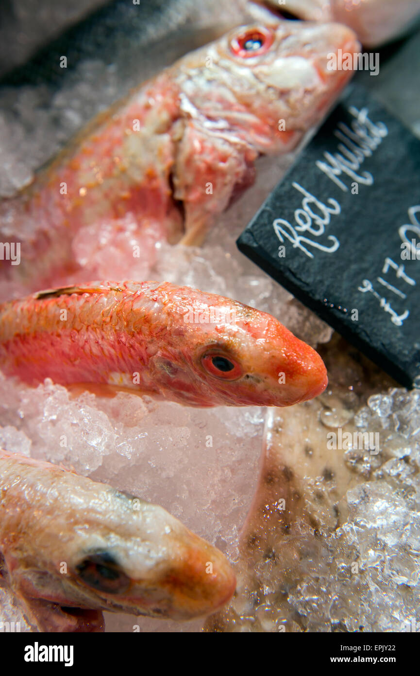 A selection of fresh fish including Red Mullet in a fishmongers counter ...