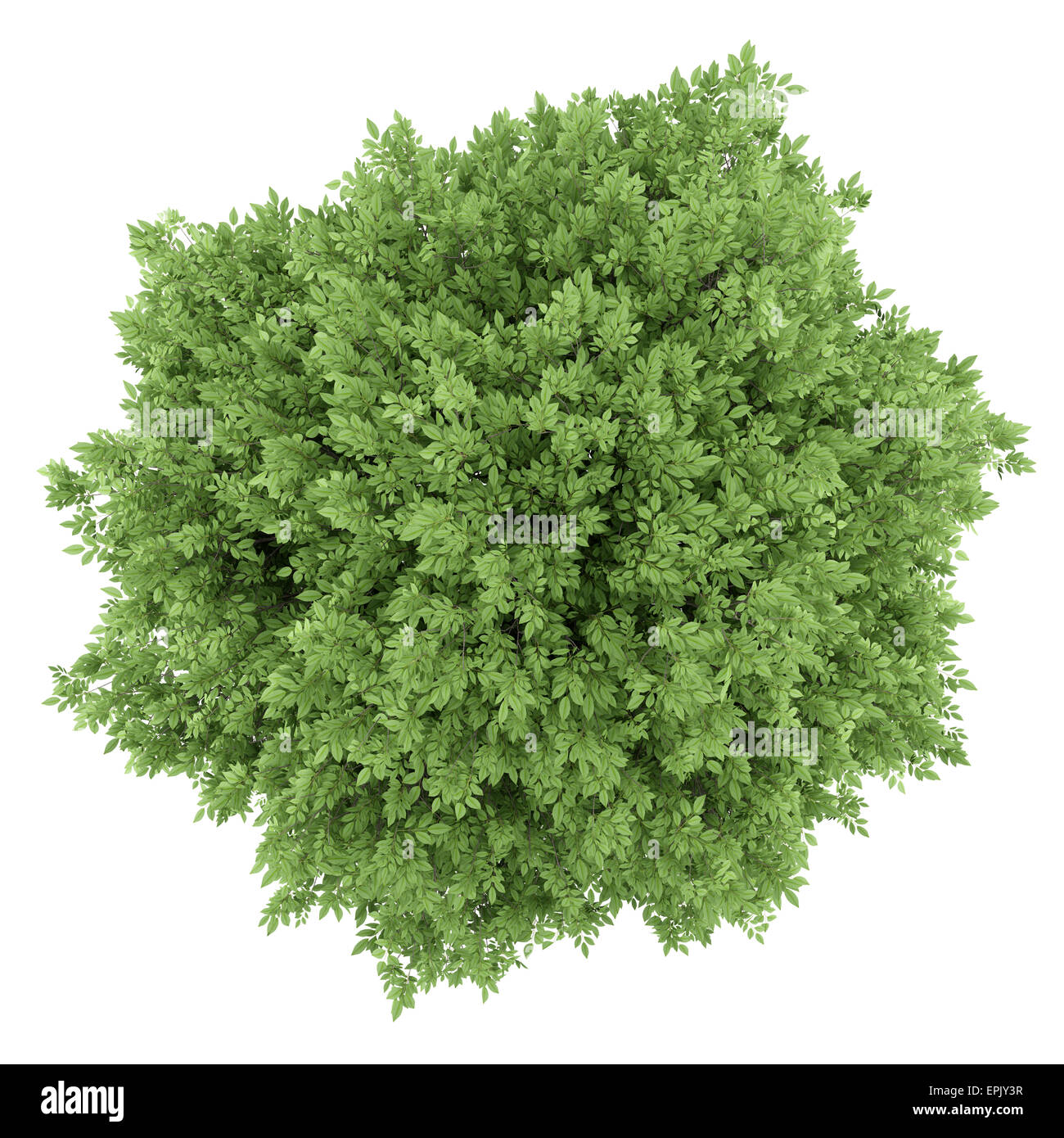 top view of common walnut tree isolated on white Stock Photo - Alamy