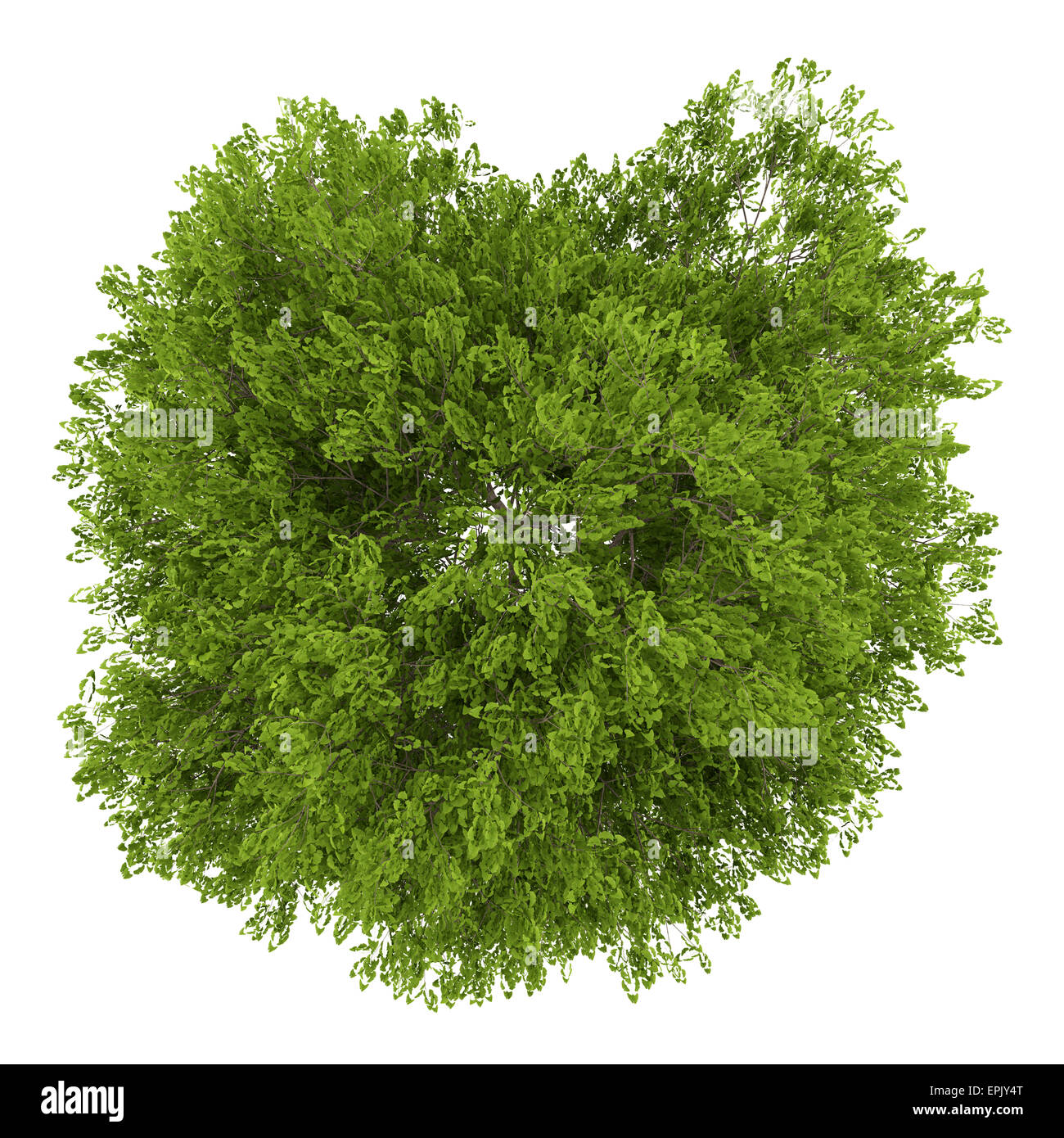 Top view ginkgo tree isolated hi-res stock photography and images - Alamy