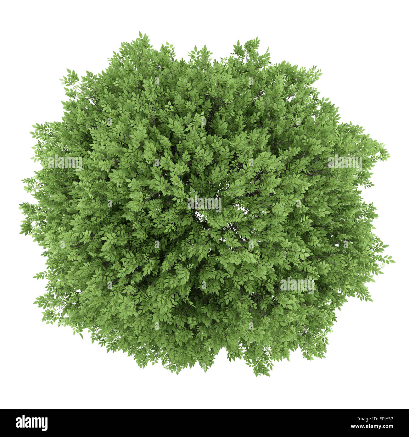 top view of common walnut tree isolated on white Stock Photo - Alamy