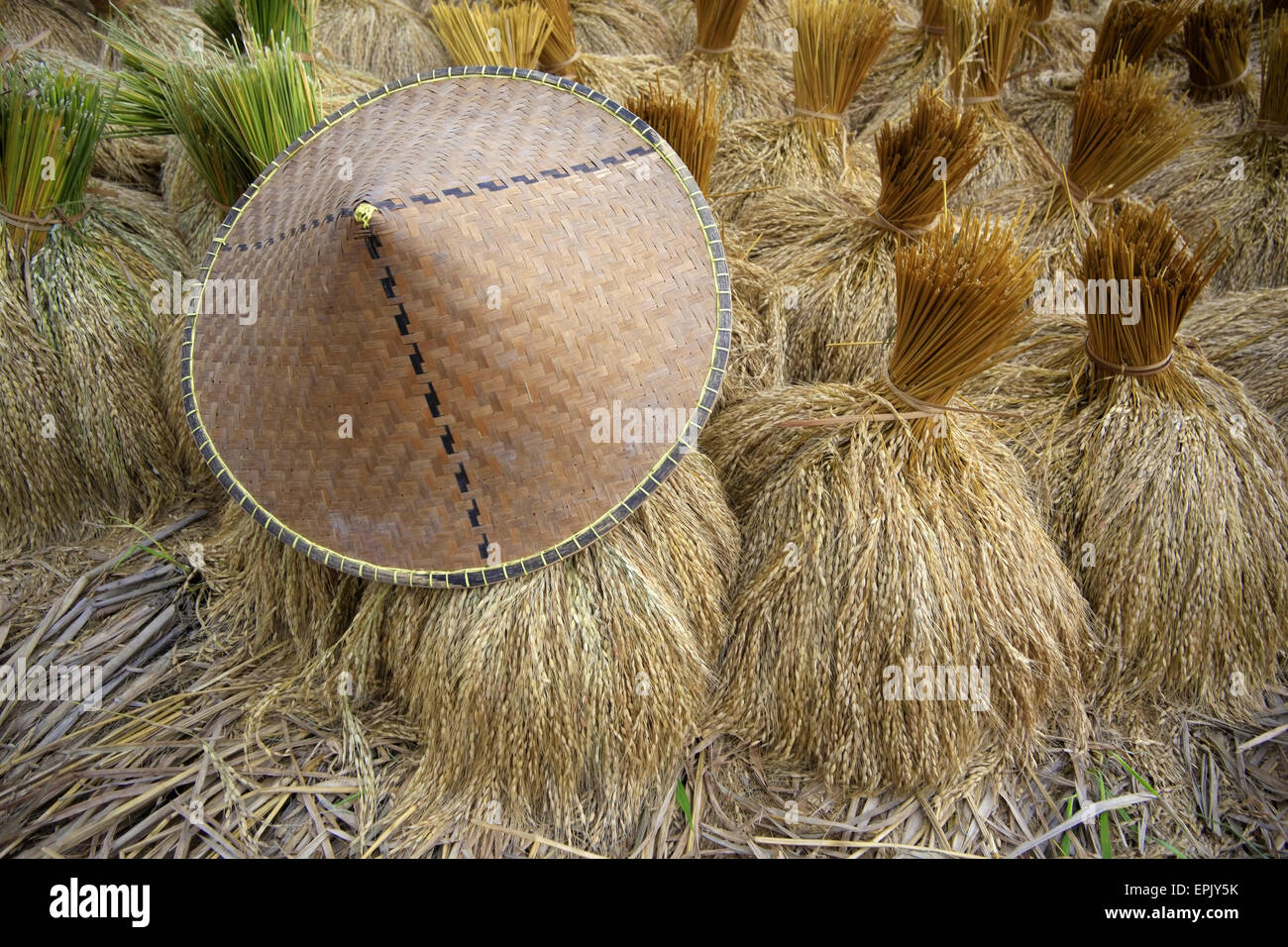 Paddy rice in field Stock Photo - Alamy