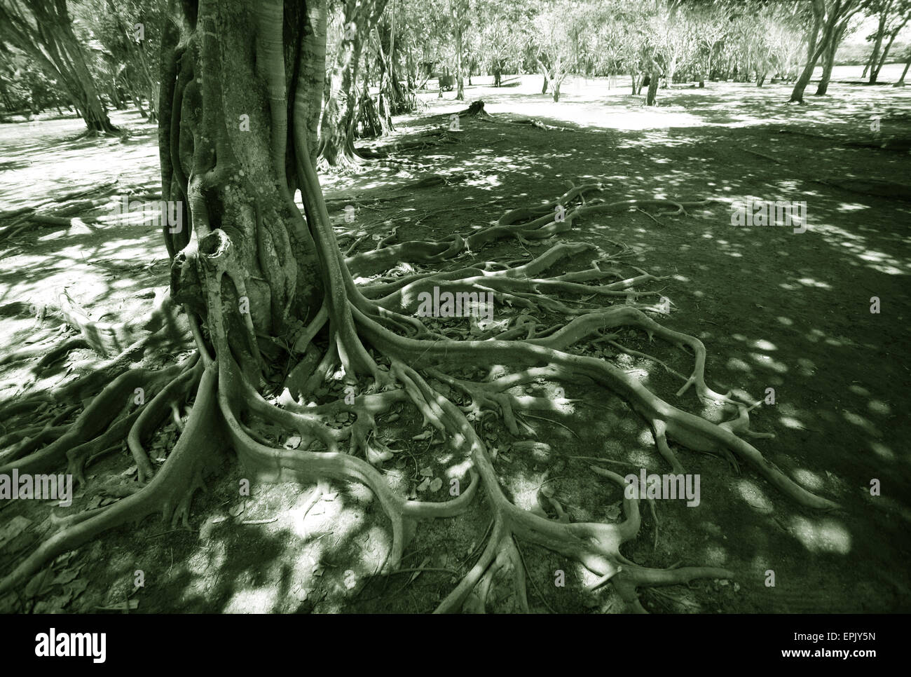 Wild tree in jungle Stock Photo - Alamy