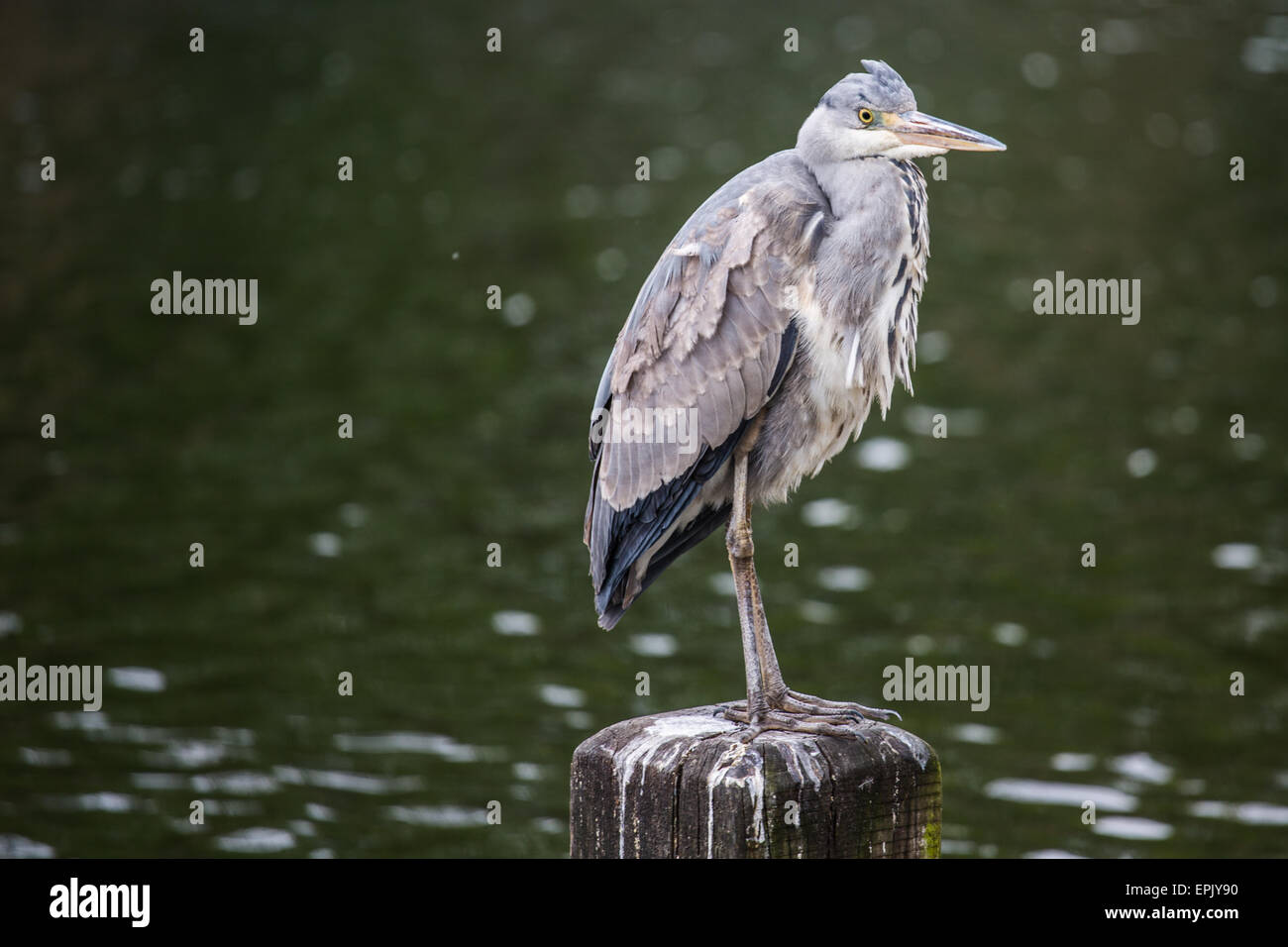 Grey Stork High Resolution Stock Photography and Images - Alamy
