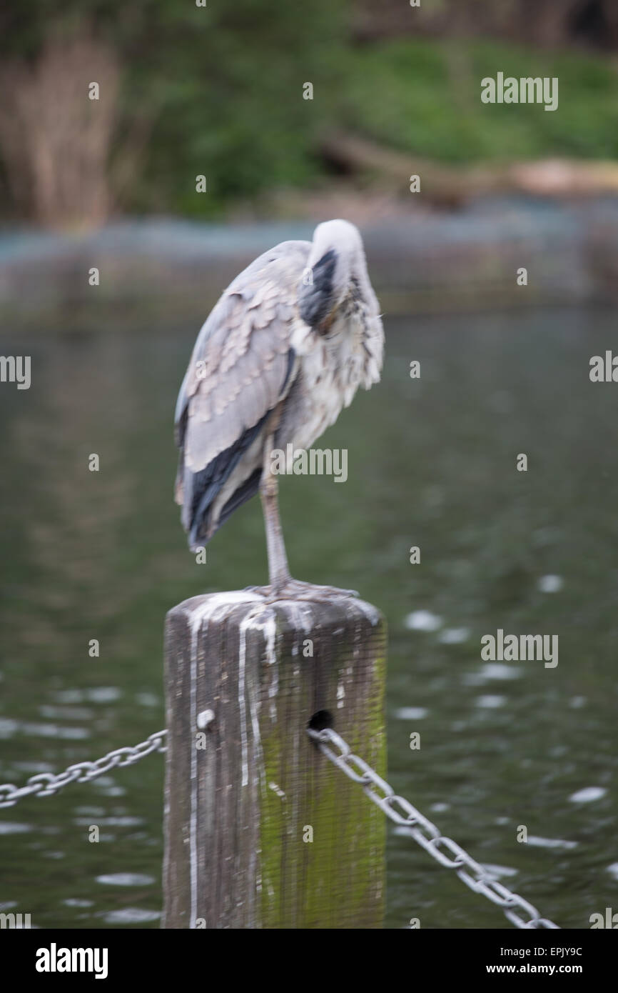 Grey stork hi-res stock photography and images - Alamy