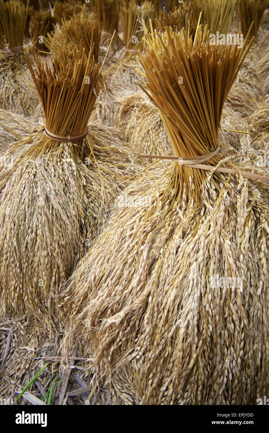 Paddy rice in field Stock Photo - Alamy