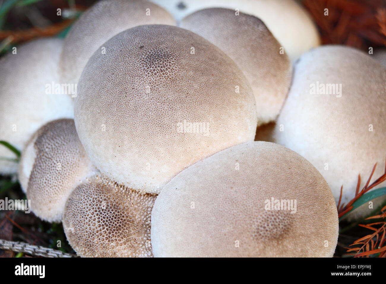 Mushroom cluster hi-res stock photography and images - Alamy