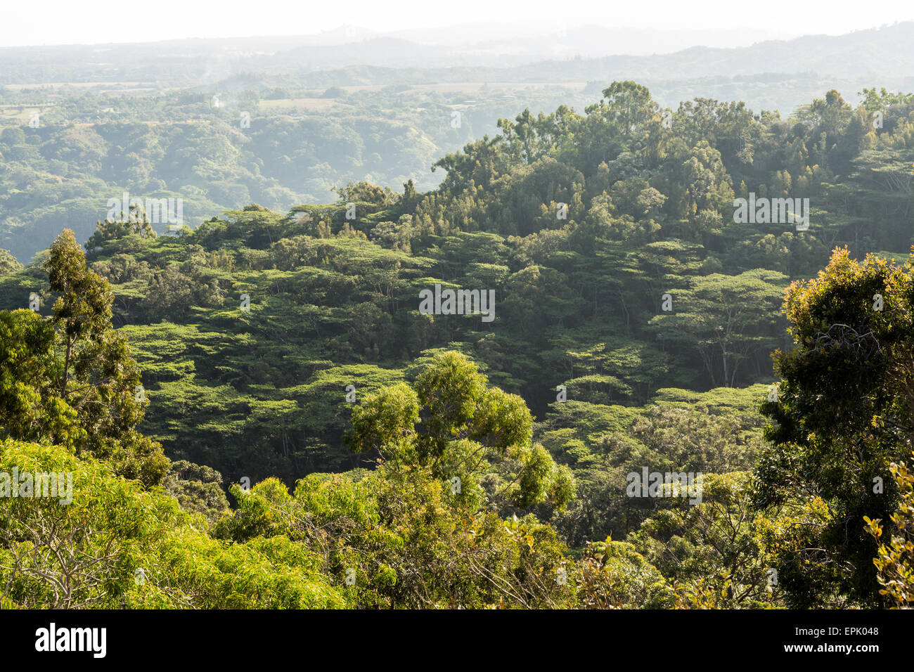 View of jungle from Okolehao Trail Kauai Stock Photo - Alamy