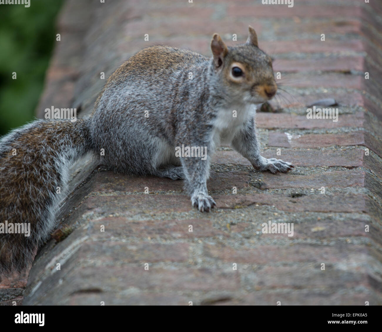 animal, animals, day, hudsonicus, mammal, mammals, nature, nobody, one ...