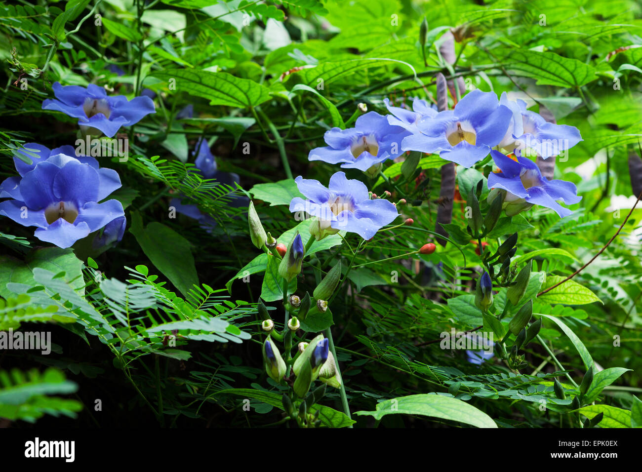 ivy with blue flowers Stock Photo - Alamy