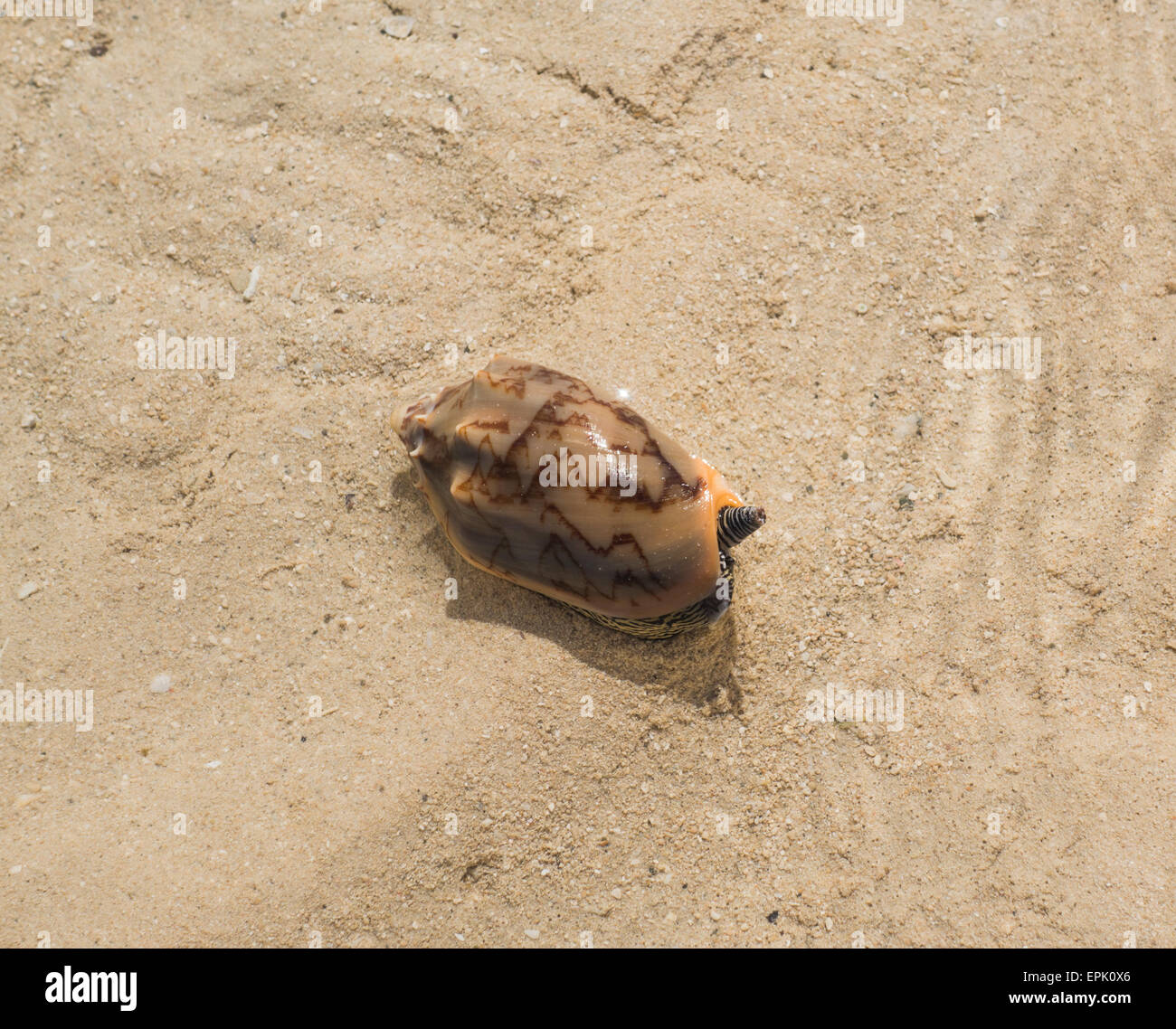 A cone snail at a beach Stock Photo - Alamy