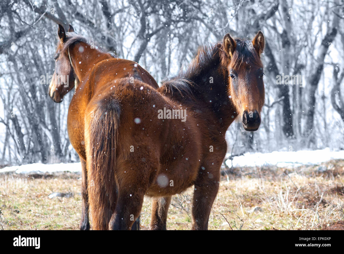 Red horses on the field Stock Photo - Alamy