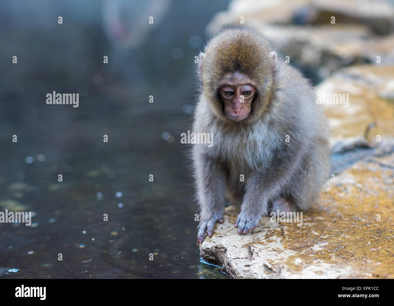 Snow monkey or Japanese Macaque in hot spring onsen Stock Photo - Alamy