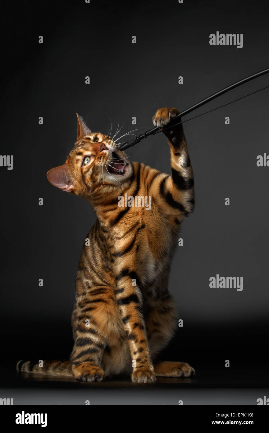 Raising cat hi-res stock photography and images - Alamy
