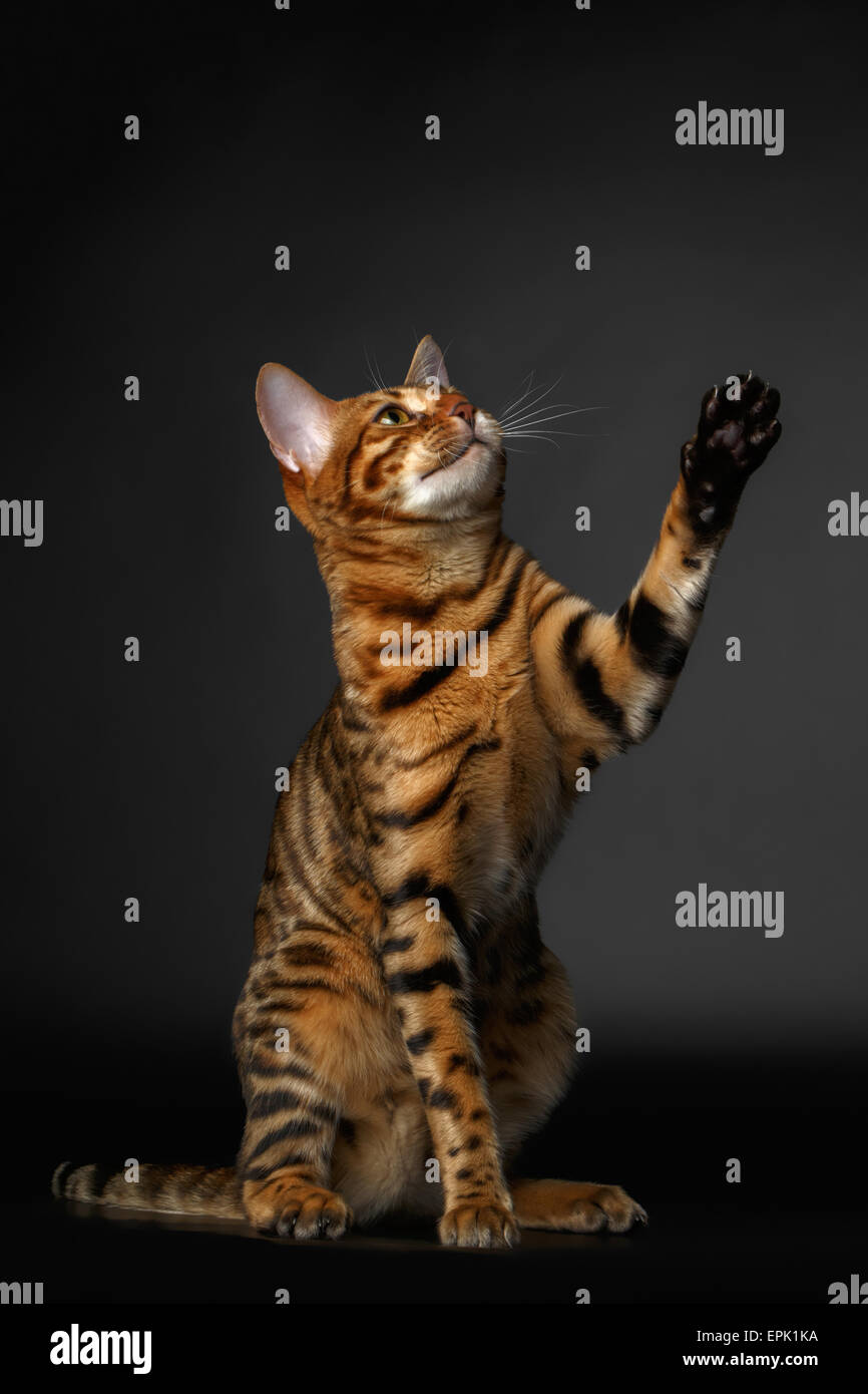 Cat raising paw hi-res stock photography and images - Alamy