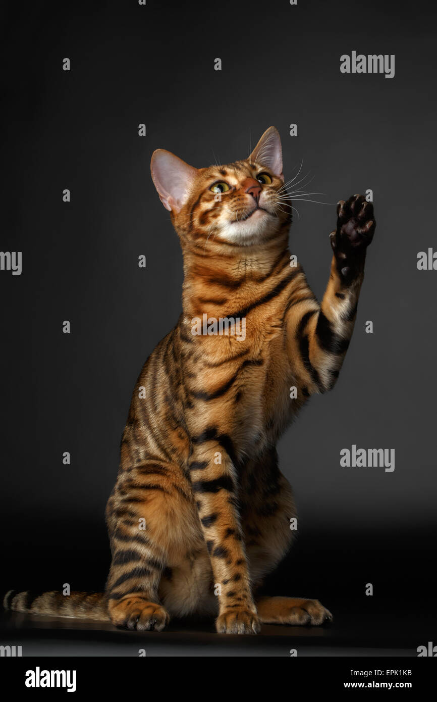 Cat raising paw hi-res stock photography and images - Alamy