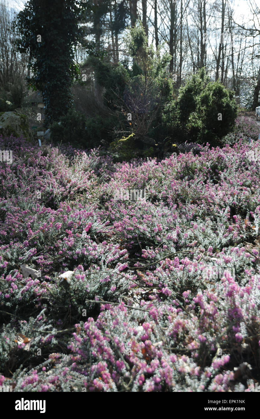 Winter flowering heather hi-res stock photography and images - Alamy