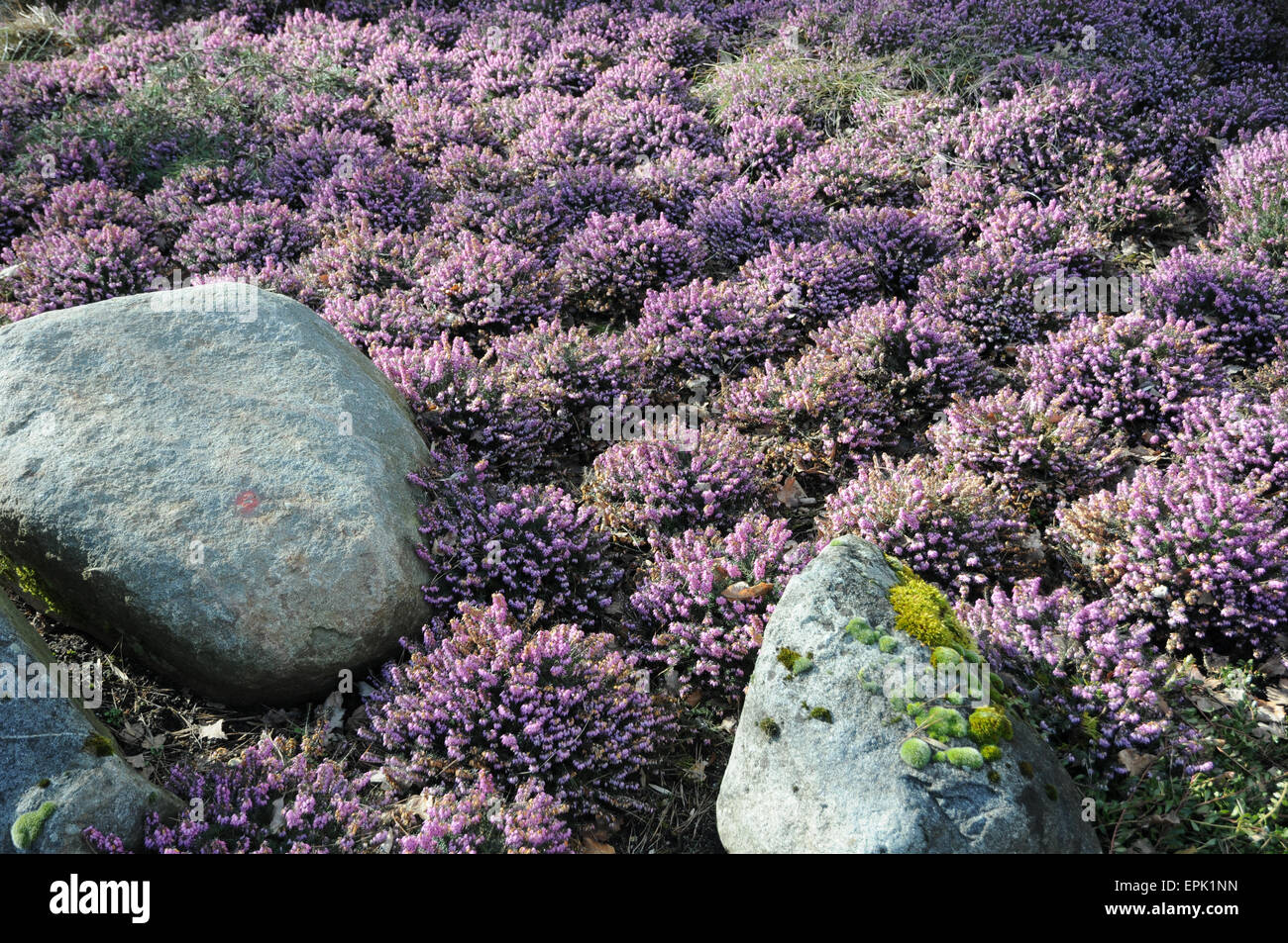 Winterheide hi-res stock photography and images - Alamy