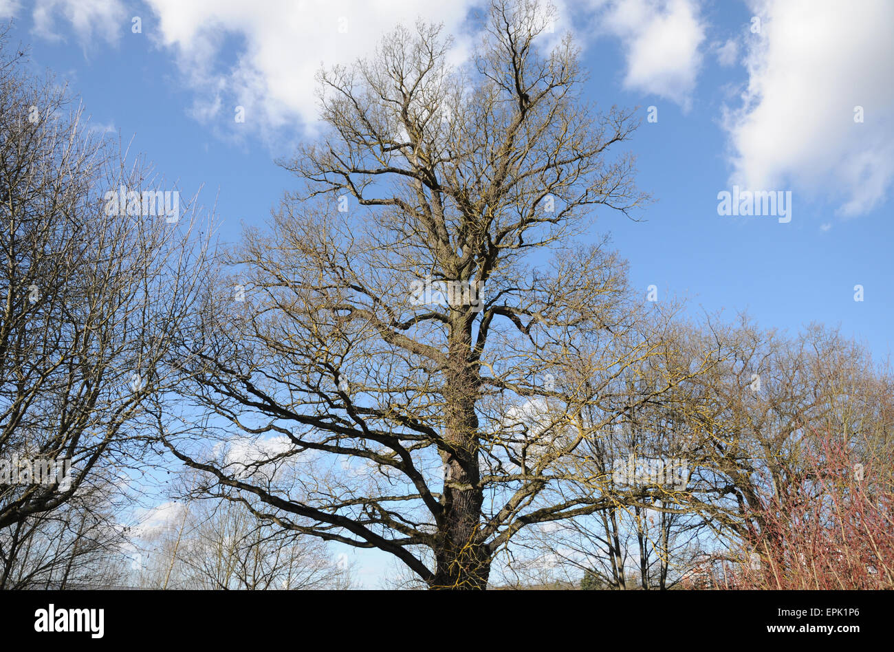 Deutsche Eiche High Resolution Stock Photography and Images - Alamy
