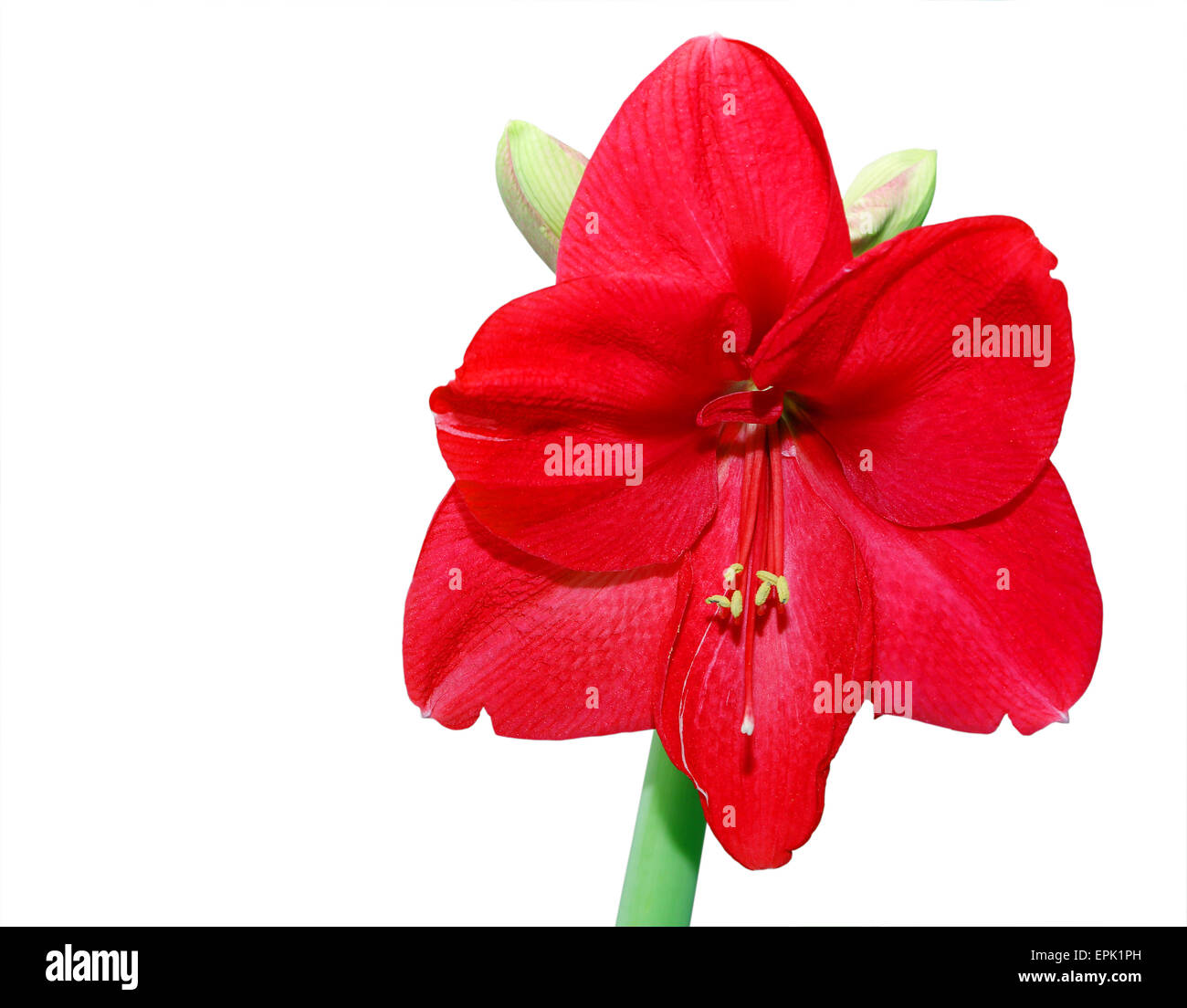 Hippeastrum Flower High Resolution Stock Photography and Images - Alamy
