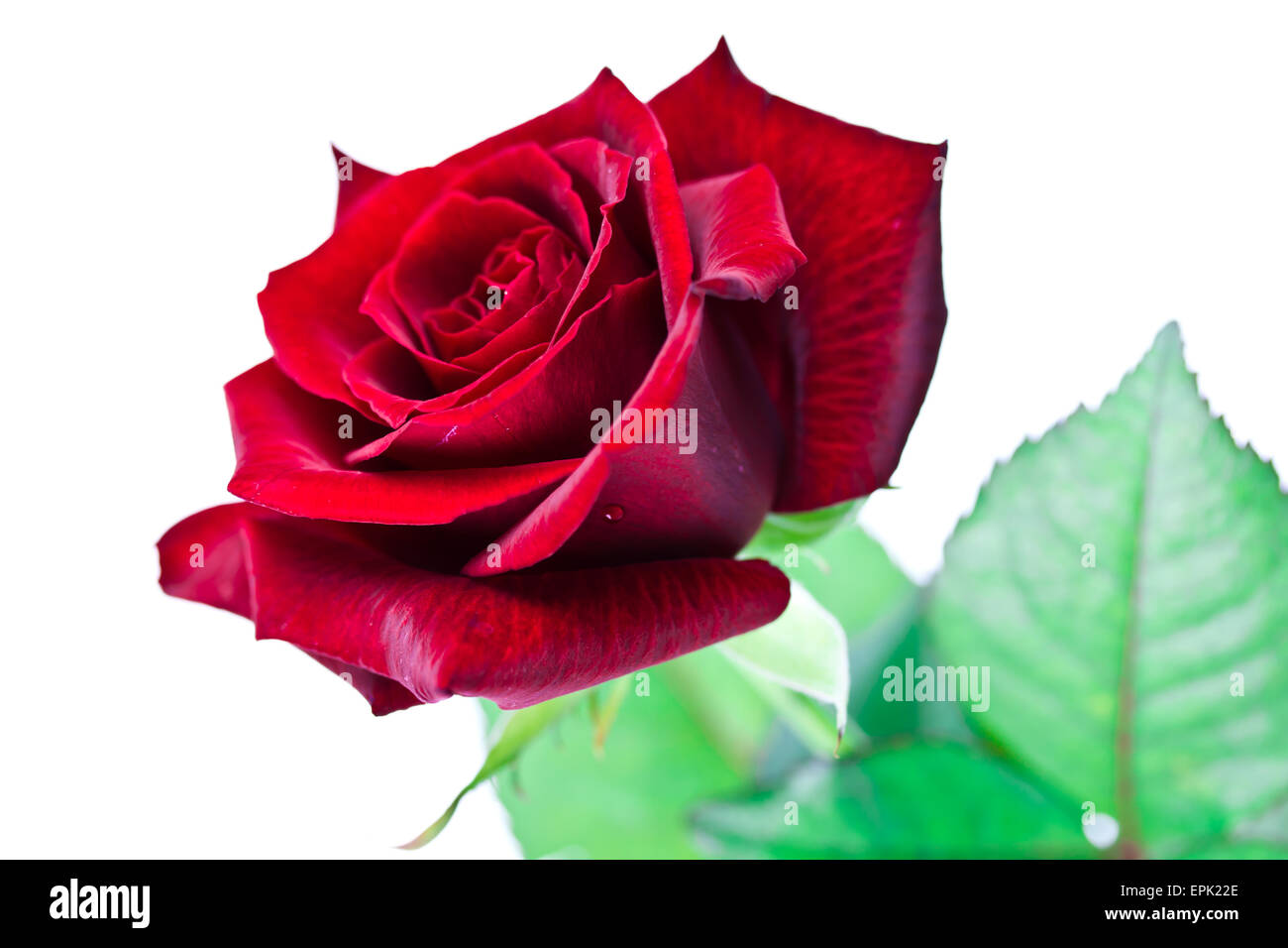 Rote rosen red rose hi-res stock photography and images - Alamy