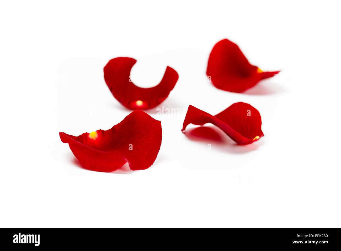Rote rose liegend Cut Out Stock Images & Pictures - Alamy