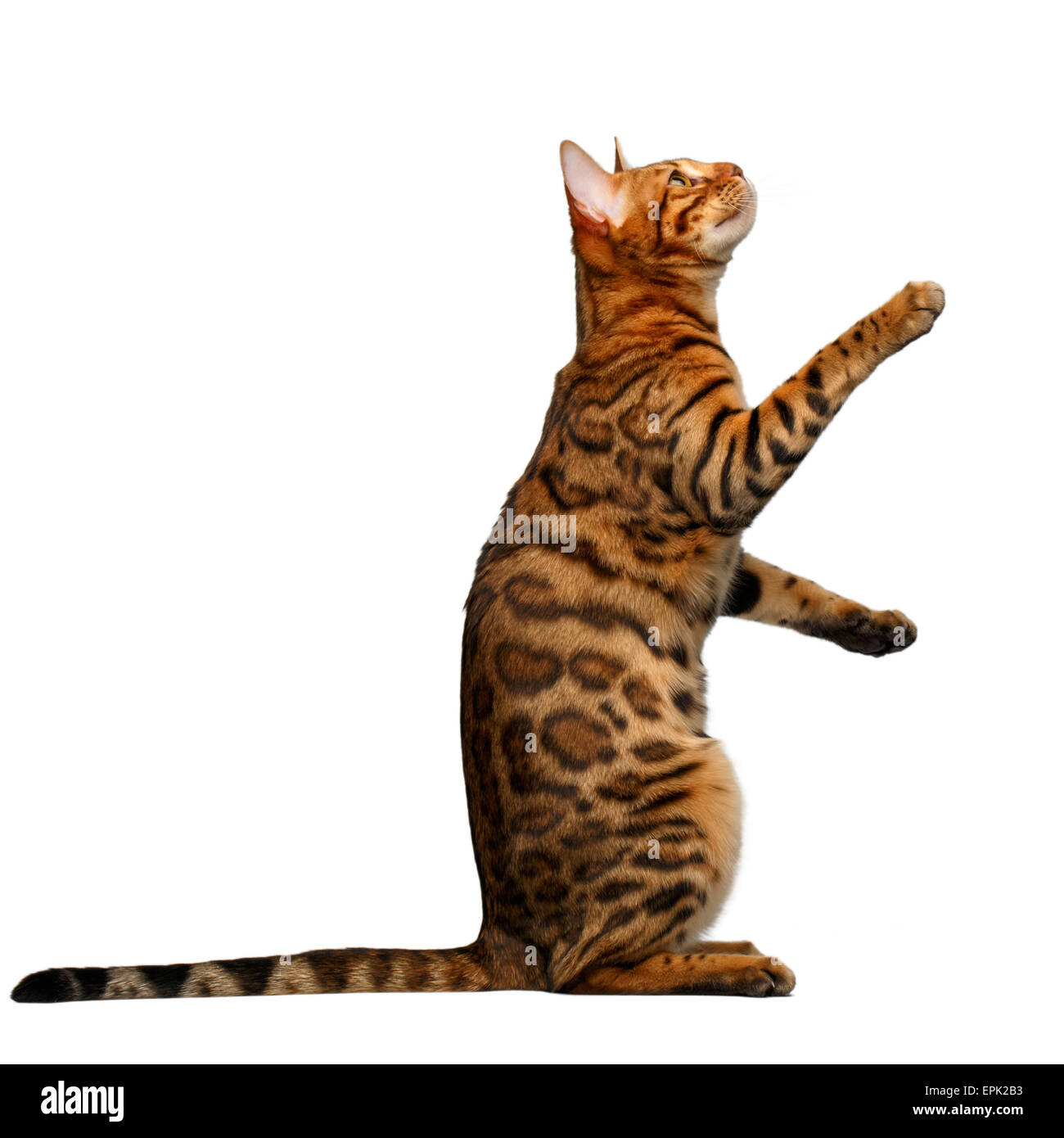 bengal cat stand and looking up Stock Photo - Alamy