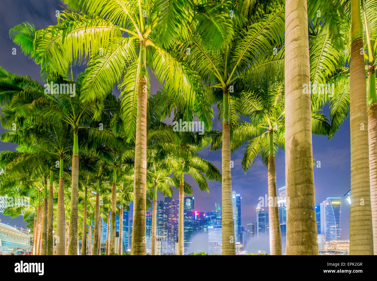 Palms in Singapore during night time Stock Photo - Alamy