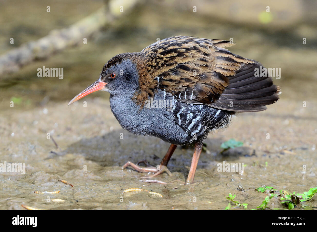 Soft_mud High Resolution Stock Photography and Images - Alamy