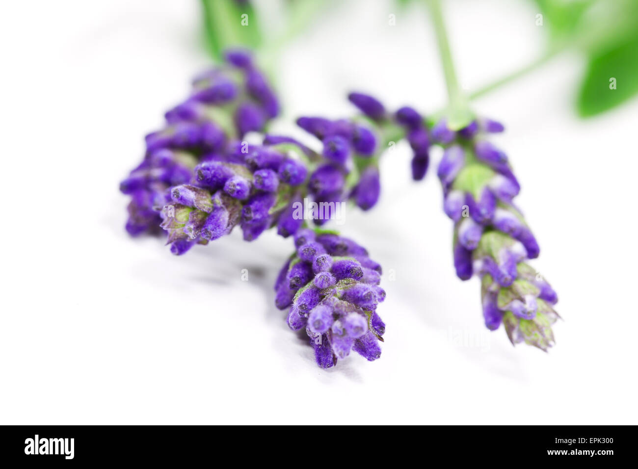 Lavendelol hi-res stock photography and images - Alamy