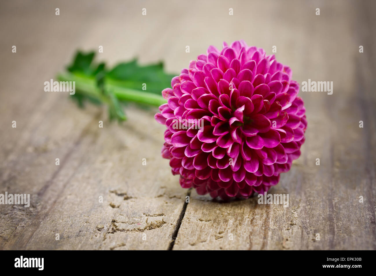 Rom geburtstag hi-res stock photography and images - Alamy