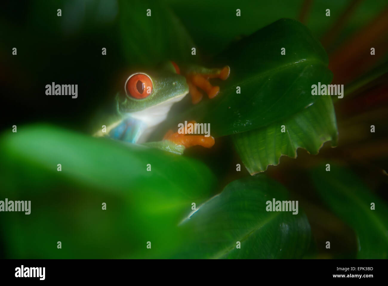 Large green tree frog hi-res stock photography and images - Alamy