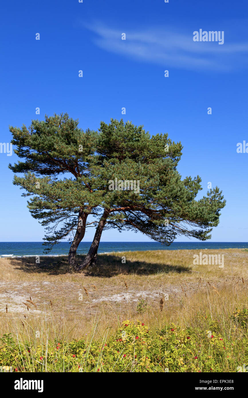 Dune with Common pine Stock Photo - Alamy
