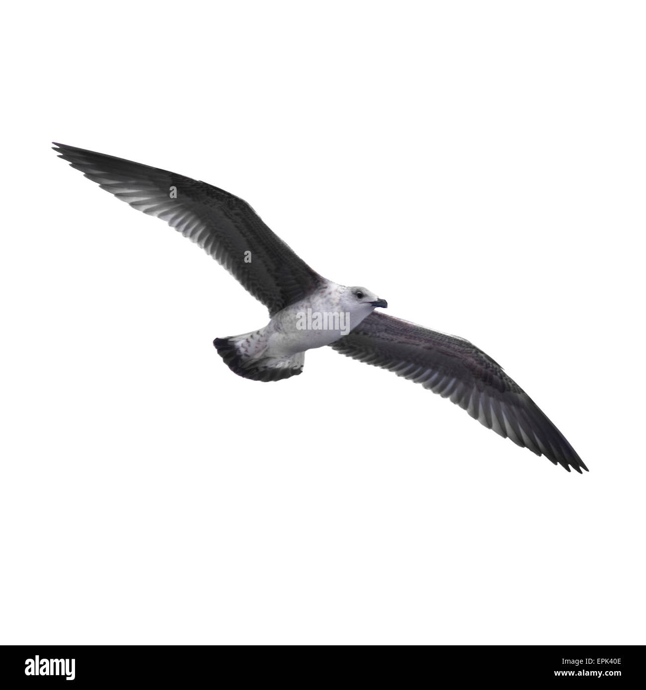 Peaceful flying Cut Out Stock Images & Pictures - Alamy