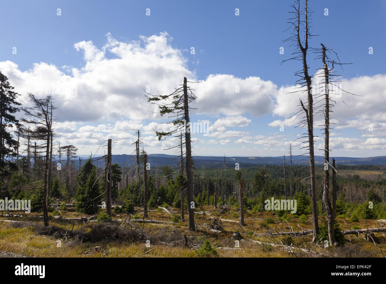 Dying Of Forests High Resolution Stock Photography and Images - Alamy