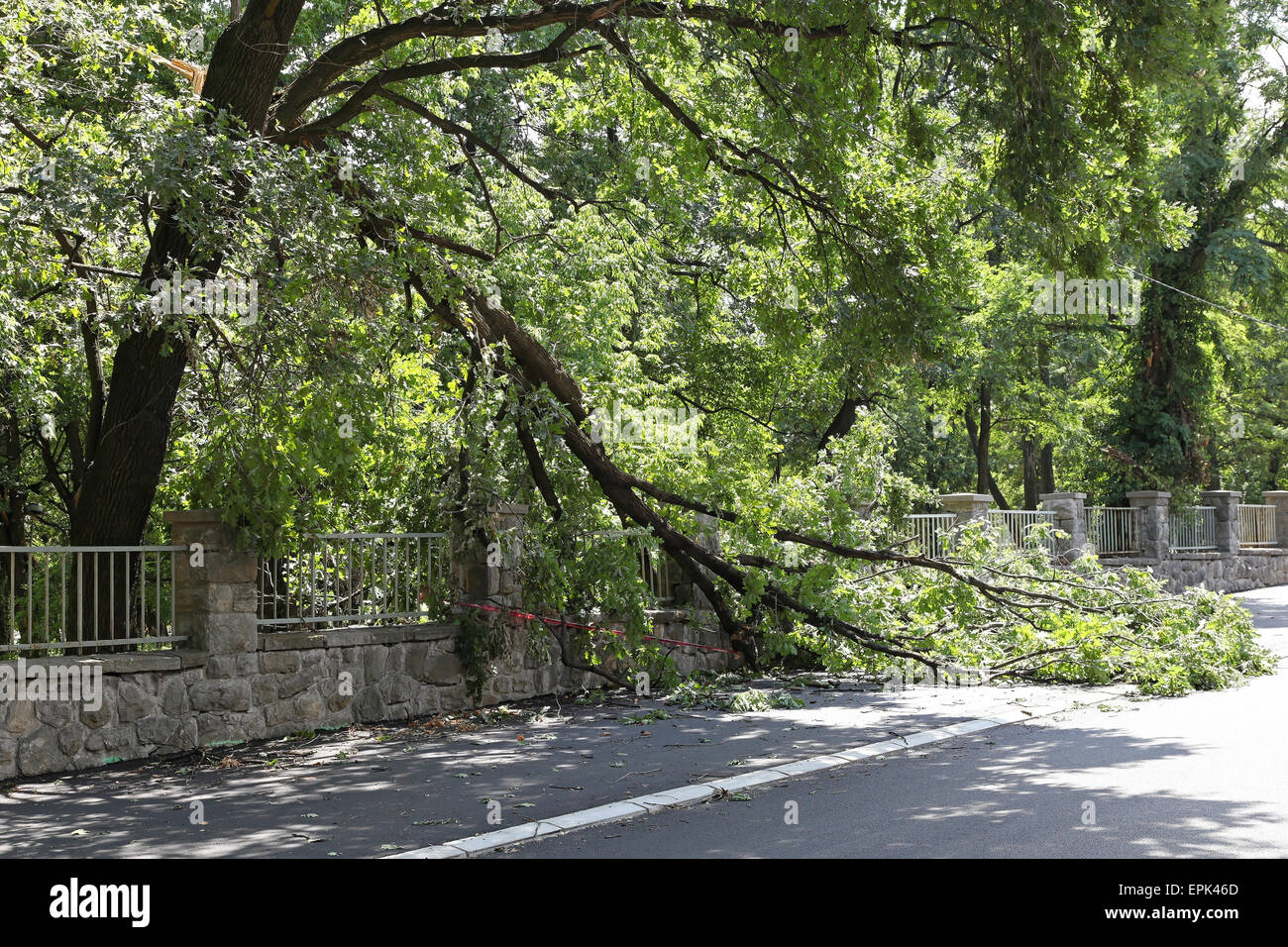 Broken tree branch hi-res stock photography and images - Alamy
