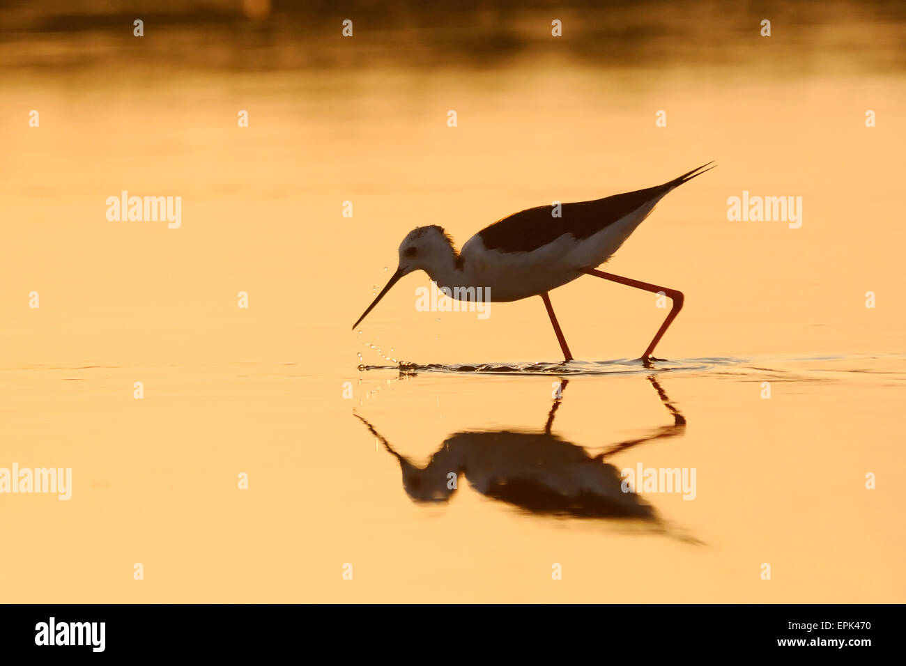 Reflected Black-winged Stilt on Manych lake, Kalmykia, Russia Stock ...