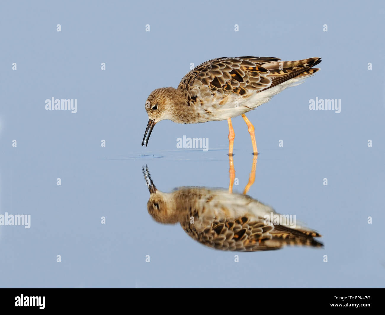 Ruff hi-res stock photography and images - Alamy