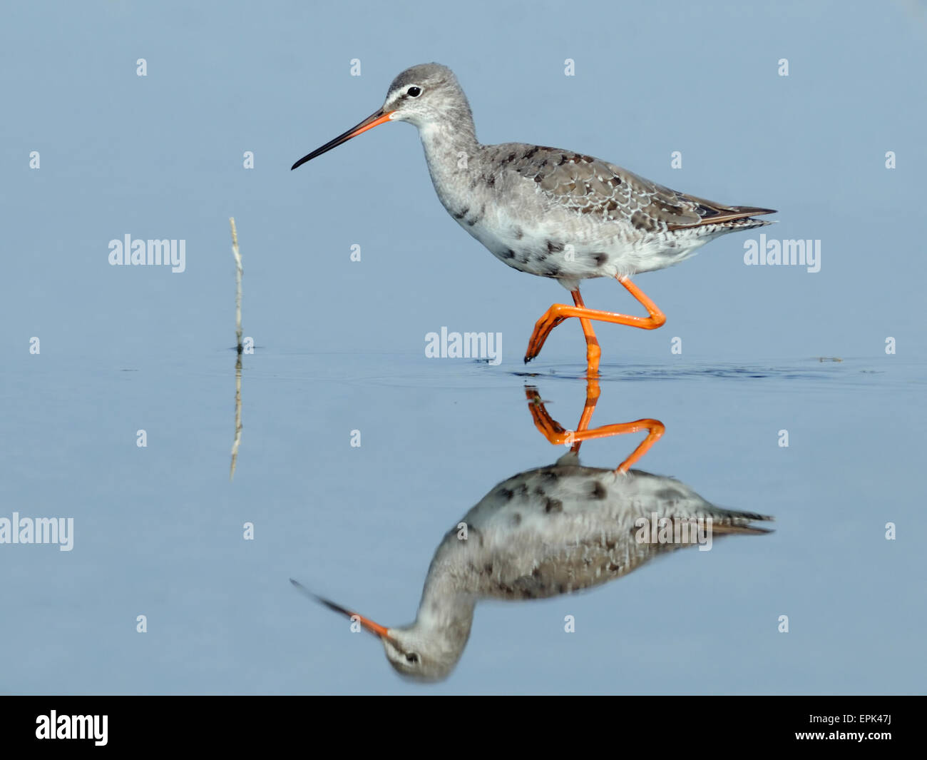 Spotted redshank august hi-res stock photography and images - Alamy