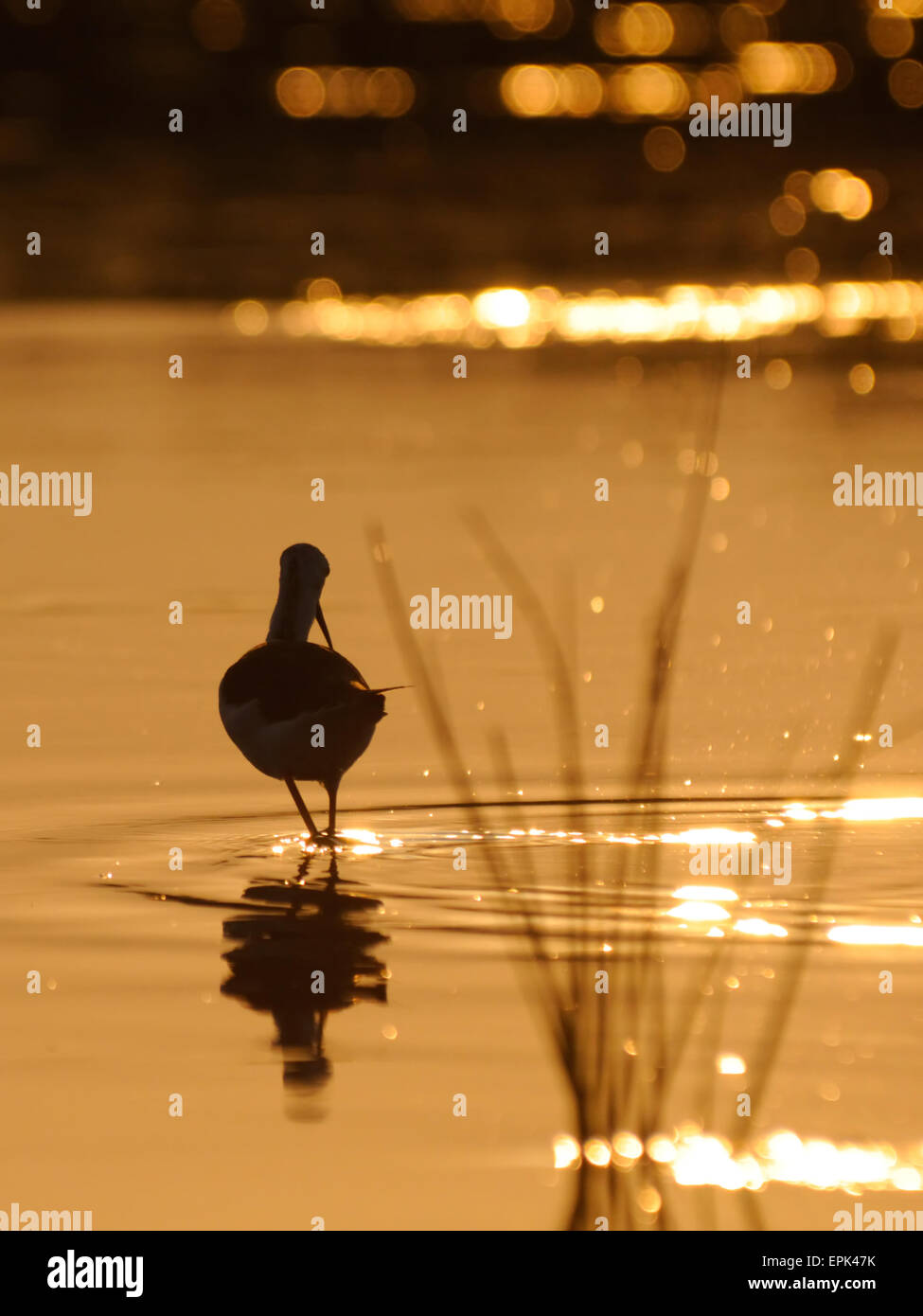 Silhouette of Black-winged Stilt on Manych lake at dawn, Kalmykia ...