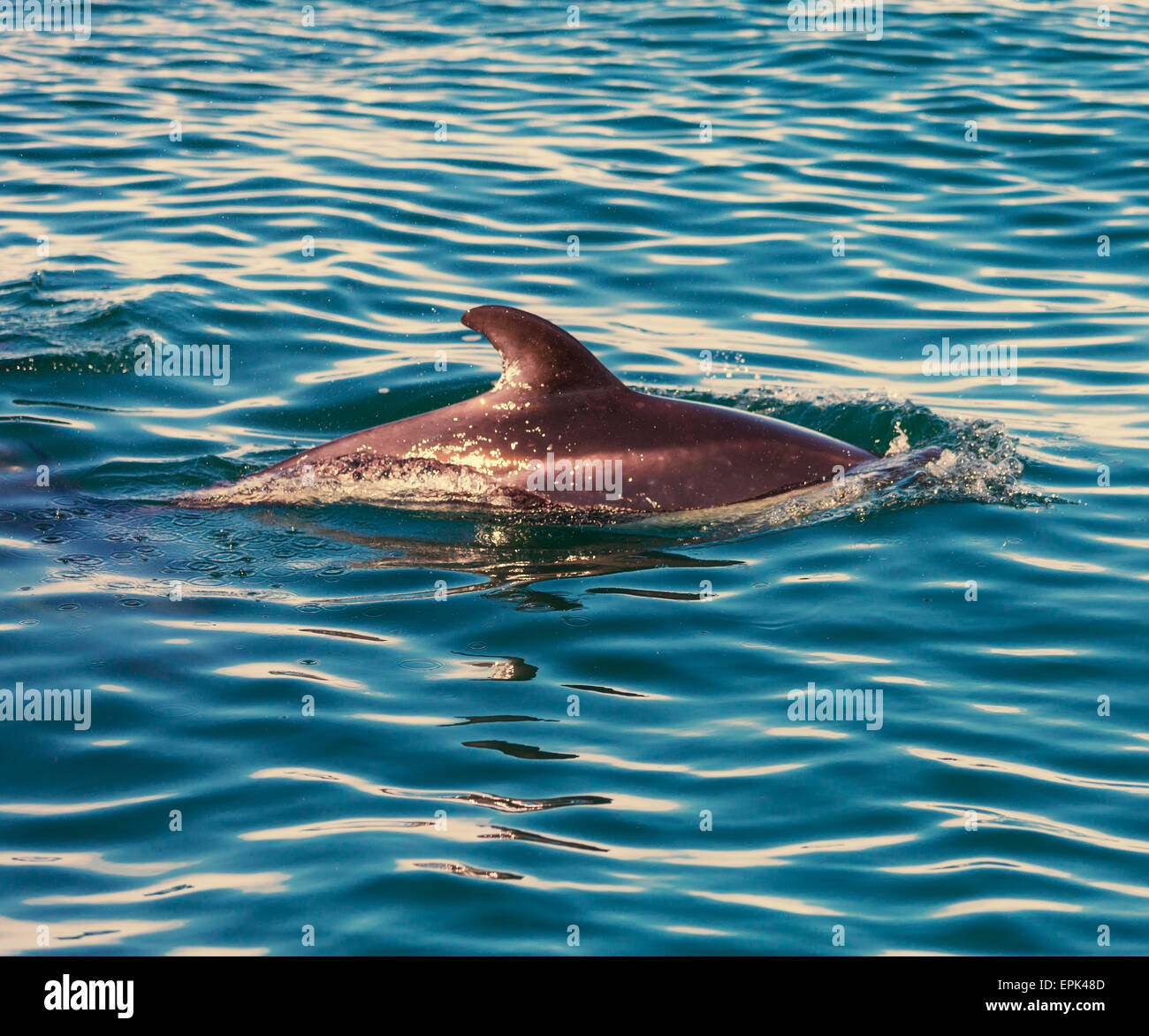 Dolphins back swim hi-res stock photography and images - Alamy