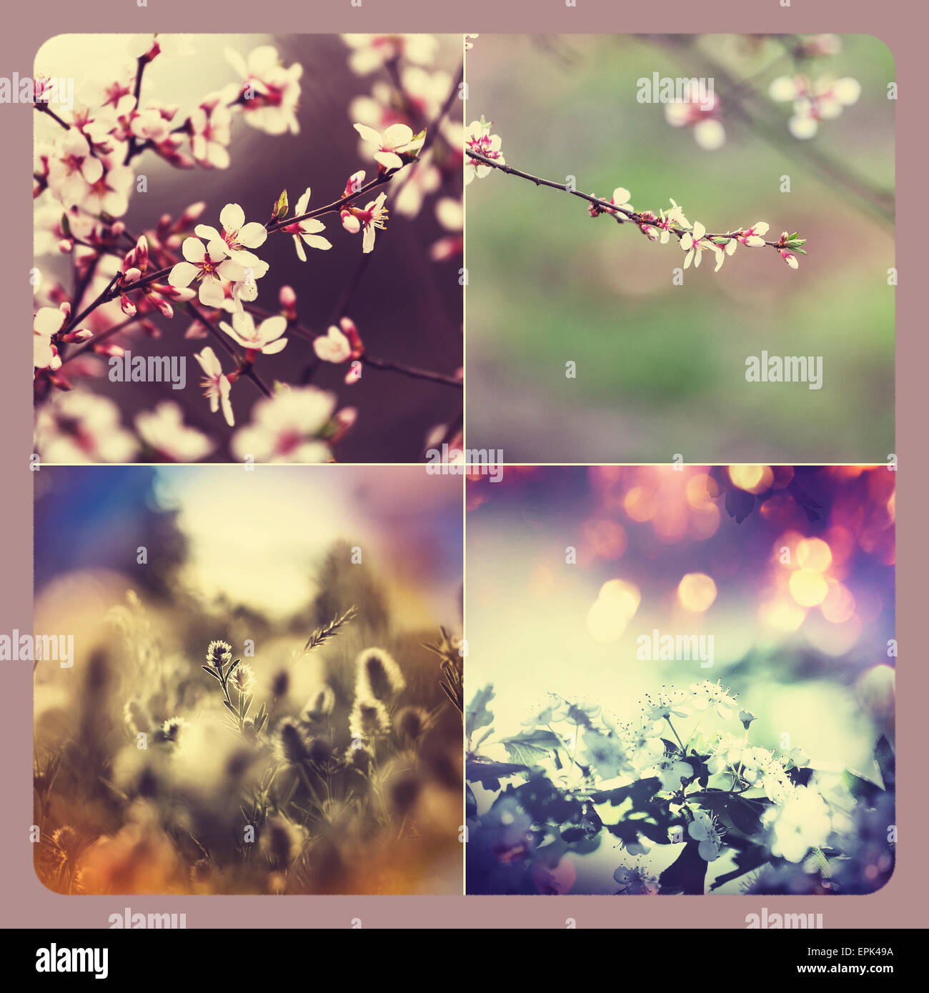 Tree frame collage element hi-res stock photography and images - Alamy